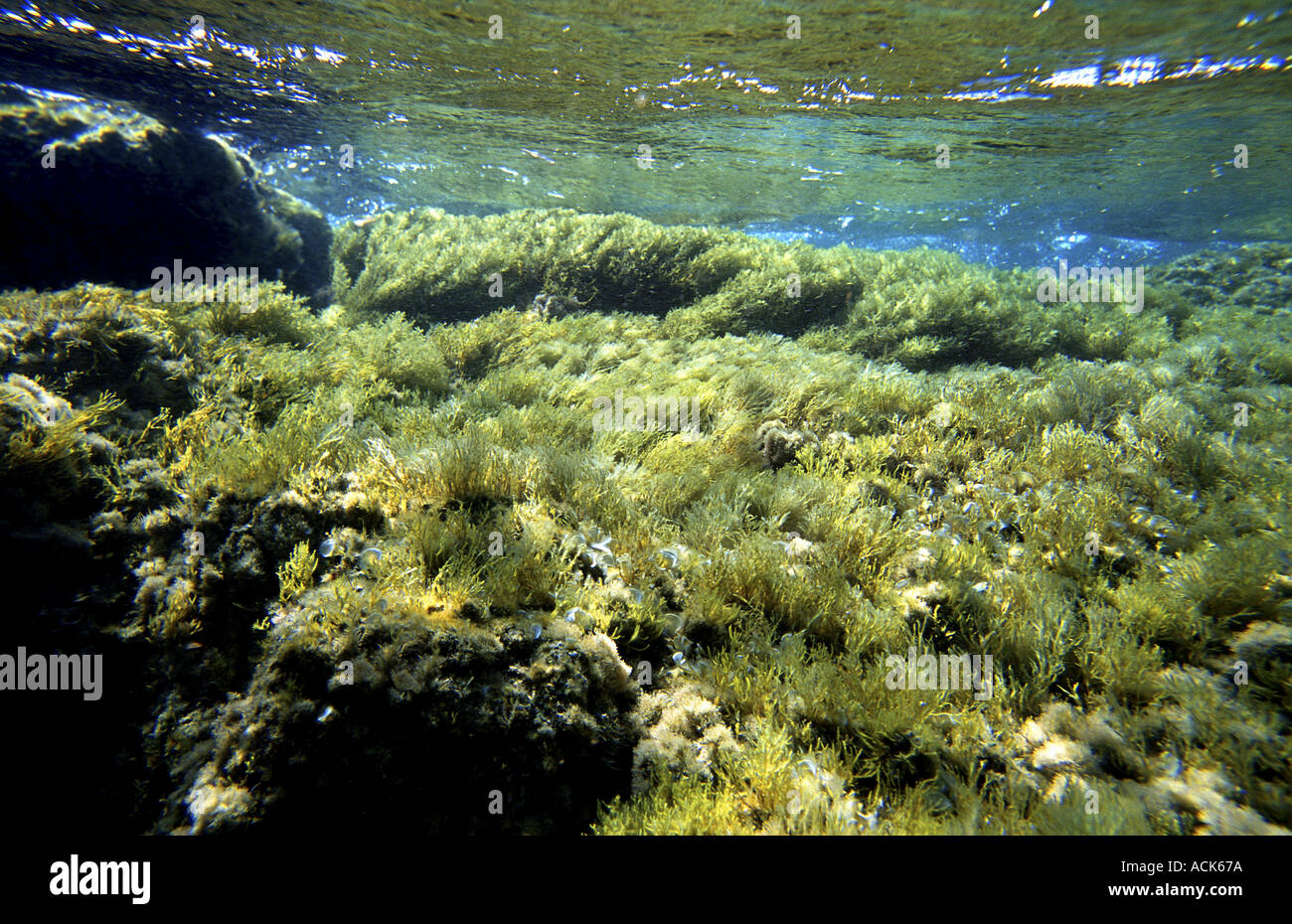 Seaweed covered rocks Cystoseira mediterranea shallow water ...