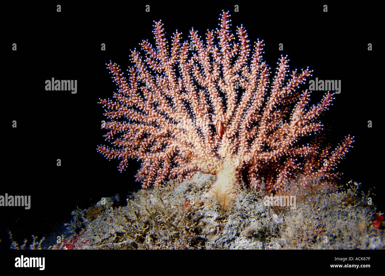 Hard coral Leptogorgia sarmentosa Mediterranean Stock Photo - Alamy