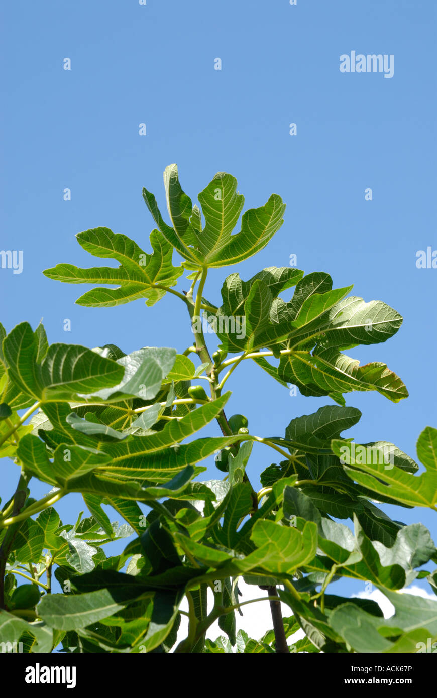 Latin, Ficus carica. Common, Common Fig Tree, Brown Turkey Fig/ Detail ...