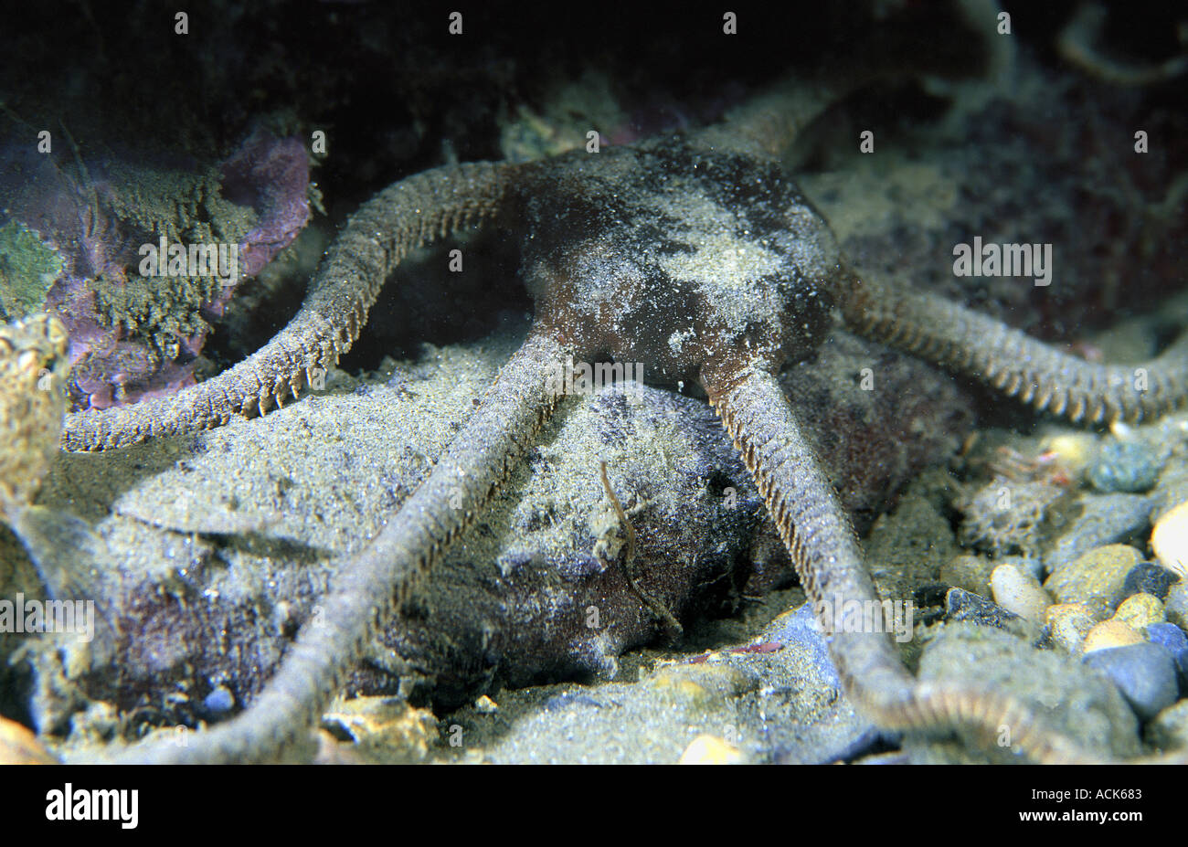 Ophioderma longicaudum hi-res stock photography and images - Alamy