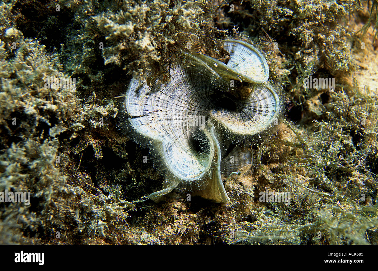 Peacocks tail seaweed fan like structure Padina pavonica Mediterranean ...