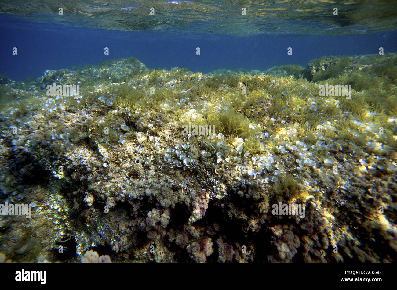 Seaweeds on rocks underwater hi-res stock photography and images - Alamy