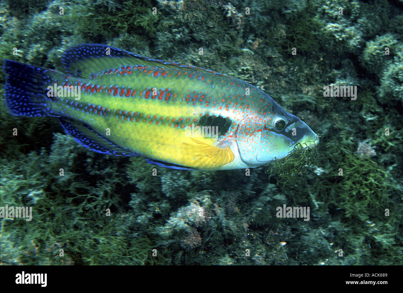 East atlantic peacock wrasse hi-res stock photography and images - Alamy