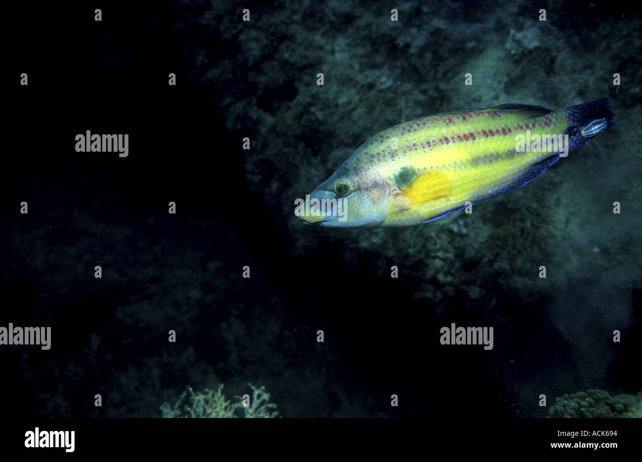 East atlantic peacock wrasse Symphodus tinca male Mediterranean Stock ...