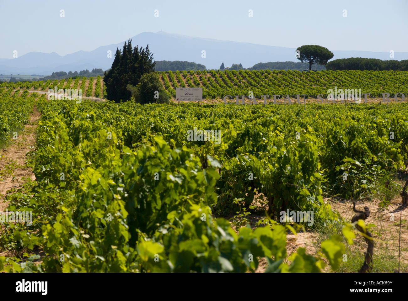 Gard region France Provence Rhône vineyards of the Chateau Saint Roch ...