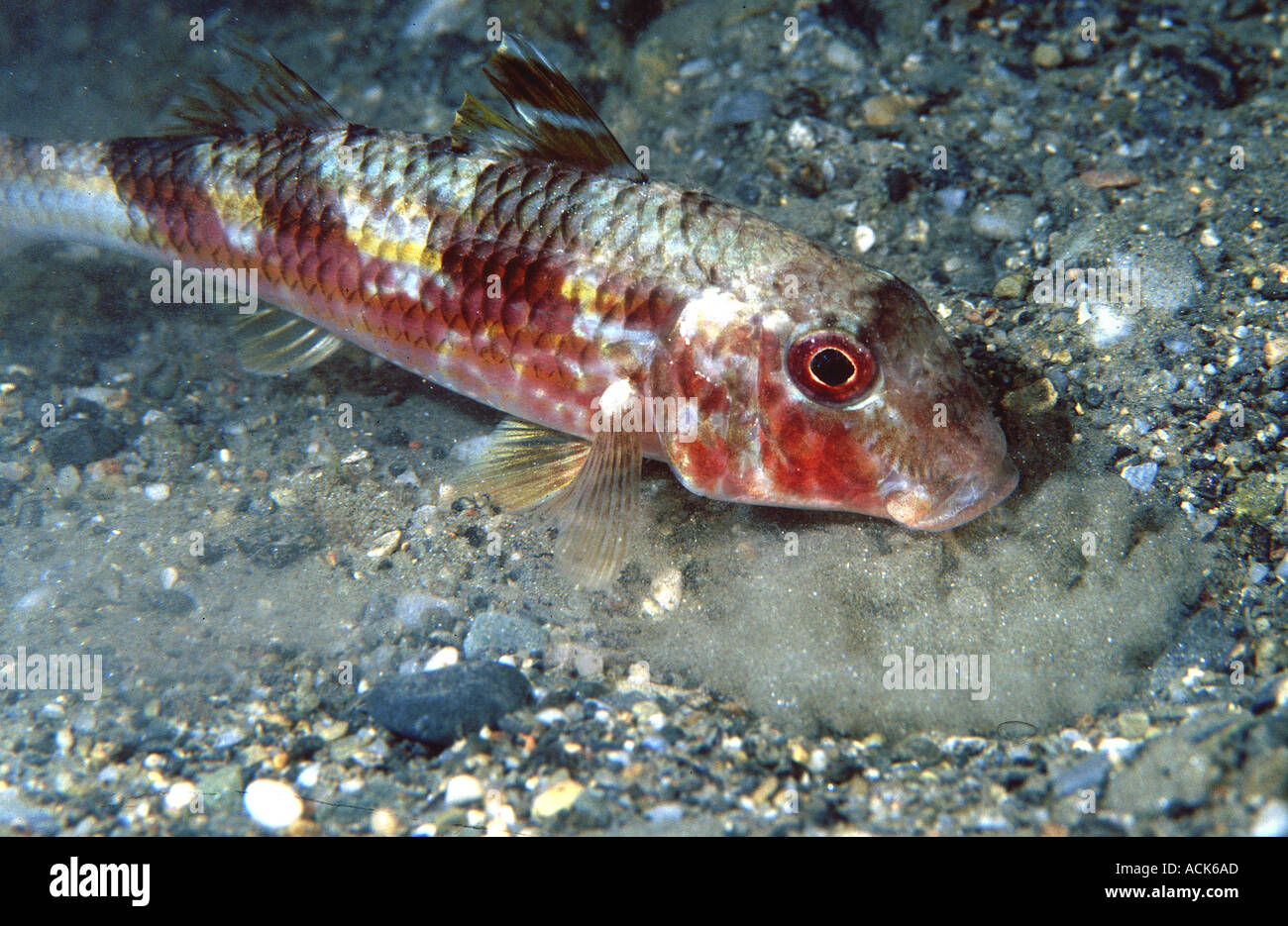 Mullet prey hi-res stock photography and images - Alamy