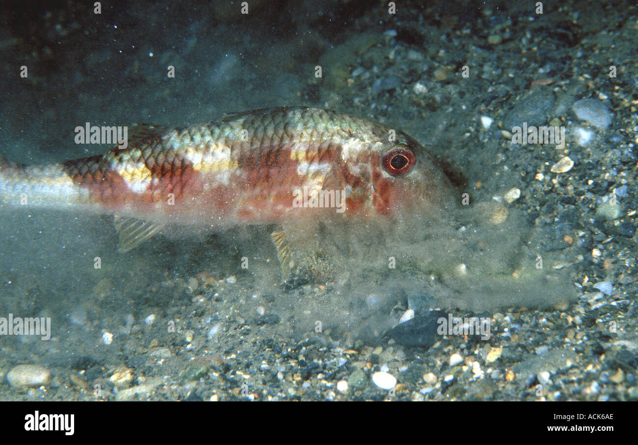 Red mullet searches for prey buried in sand Mullus surmuletus ...