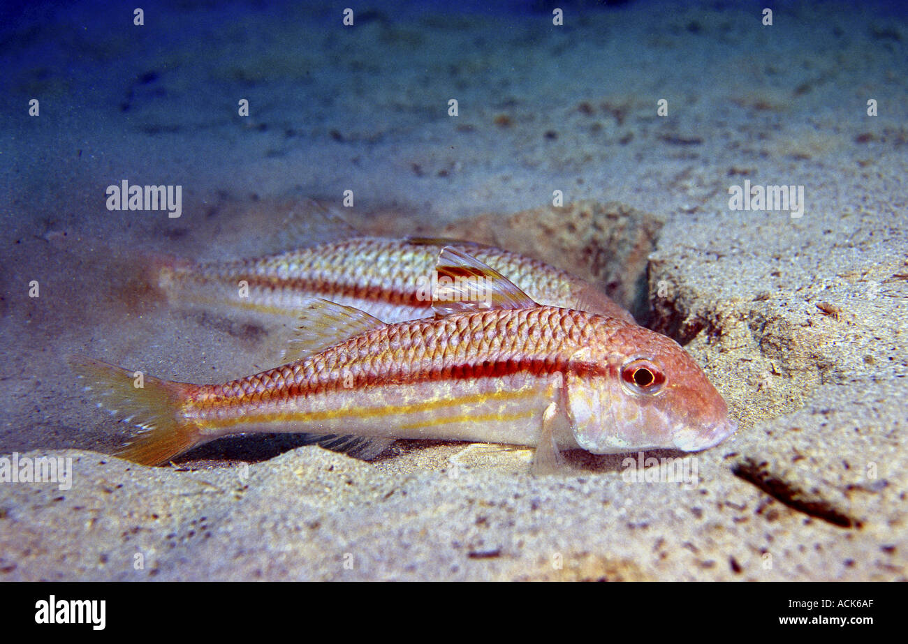 Red mullet searches for prey buried in sand Mullus surmuletus ...