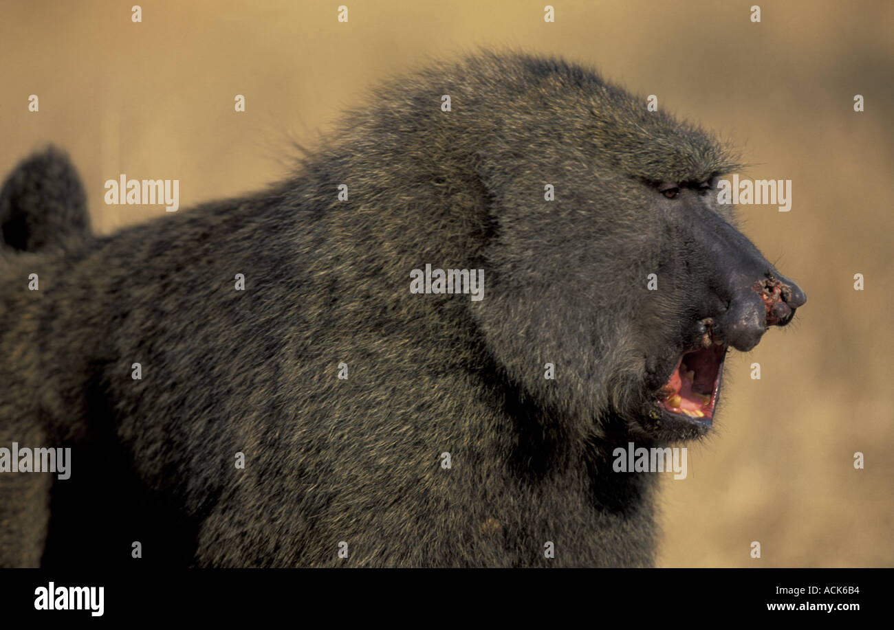 Yellow baboon male with nose wounds from fighting Papio cynocephalus ...