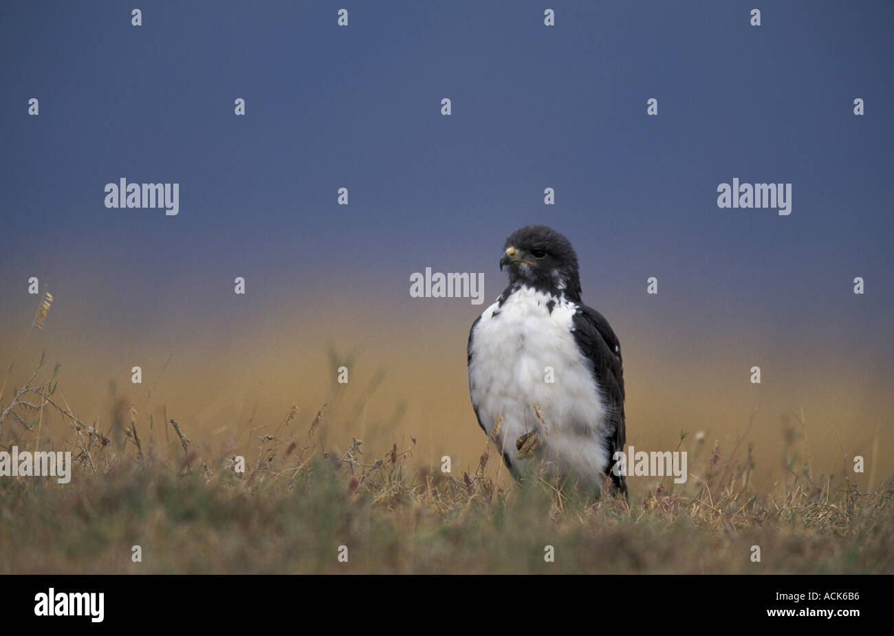Savanna hawks hi-res stock photography and images - Alamy
