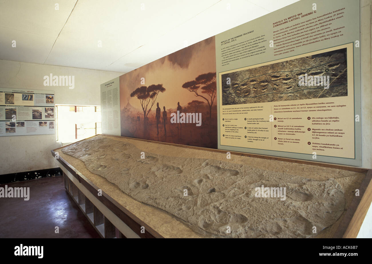 Cast of footprints of early man Australopithecus Olduvai gorge museum ...