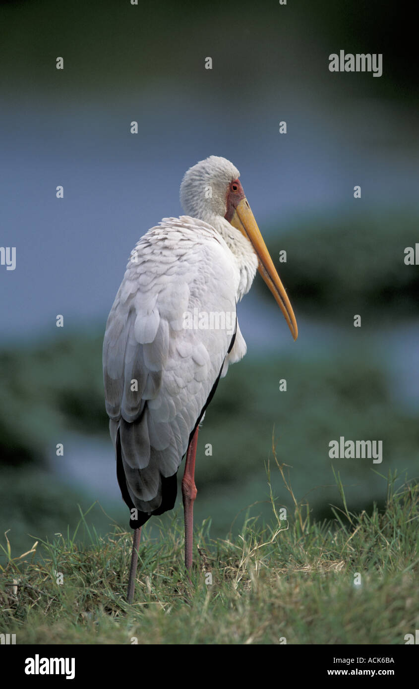 Yellow billed storks tanzania hi-res stock photography and images - Alamy