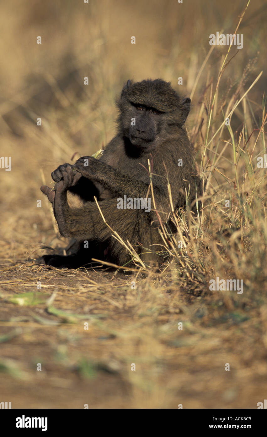 Nose to toes hi-res stock photography and images - Alamy