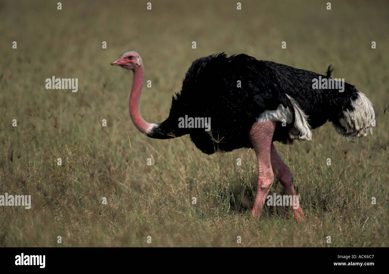 East african ostrich struthio hi-res stock photography and images - Alamy