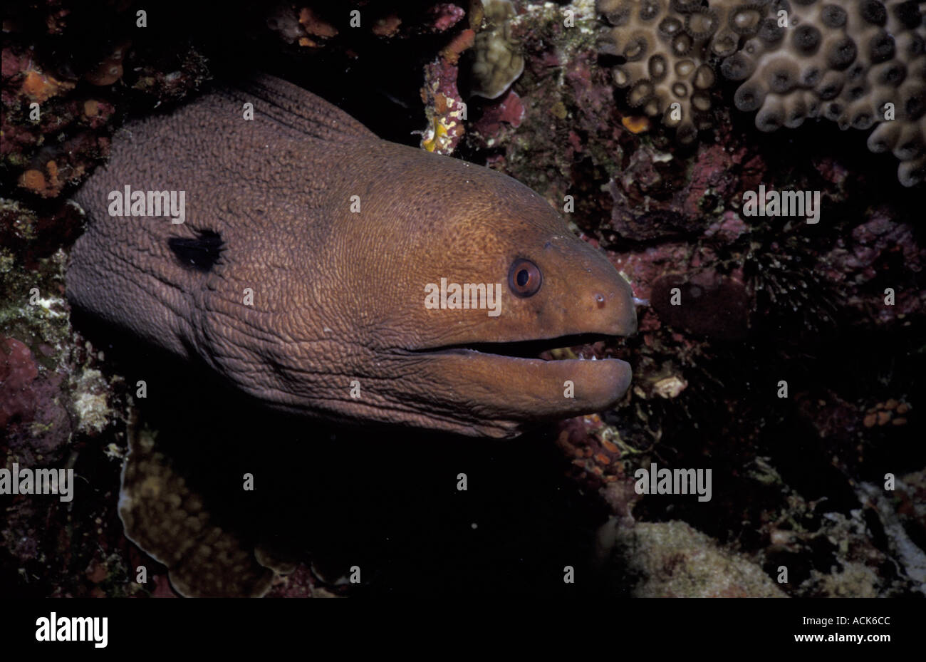 Giant moray eel Gymnothorax javanicus Maldives Stock Photo - Alamy