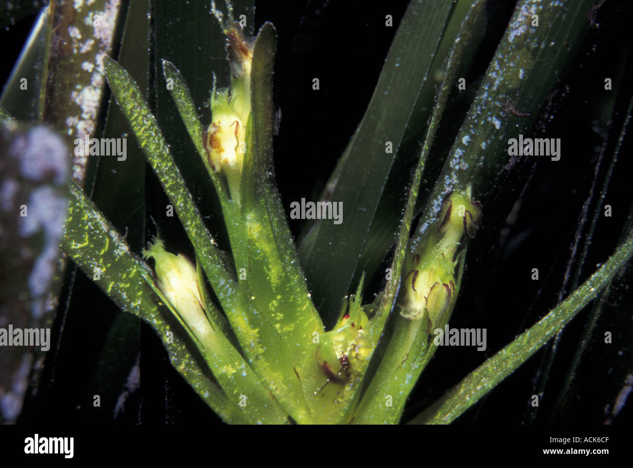 Neptune grass flowers Posidonia oceanica Menorca Stock Photo - Alamy