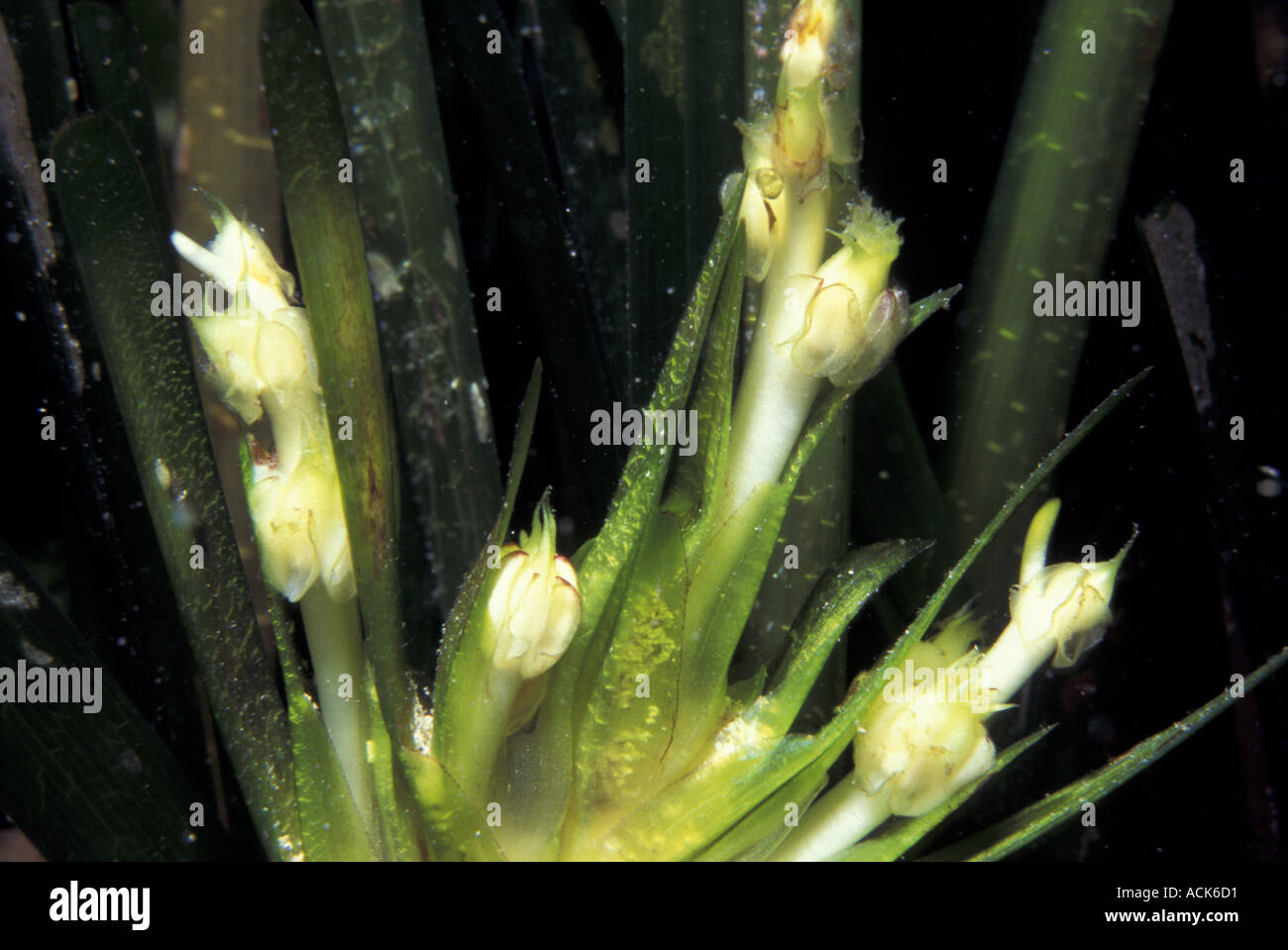 Neptune grass flowers Posidonia oceanica Menorca Stock Photo - Alamy