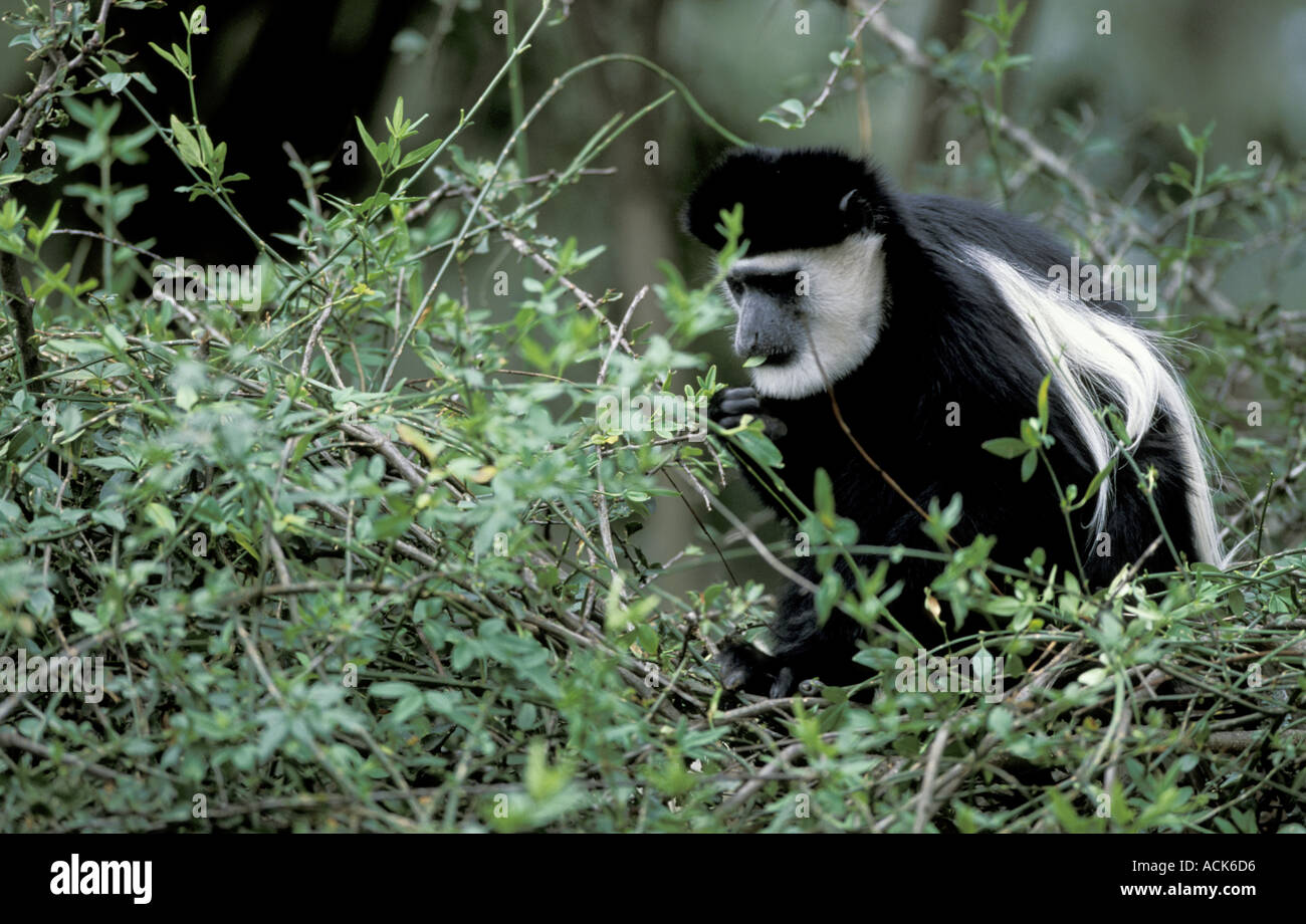 Black and white colobus monkey in rainforest Colobus guereza Kakamega ...