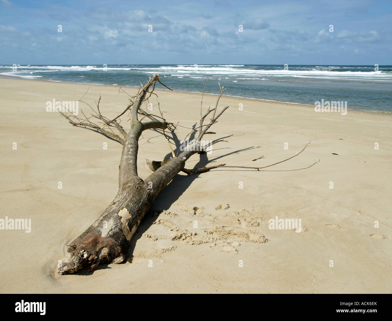 Atlantic Ocean stranded tree on the beach Stock Photo - Alamy
