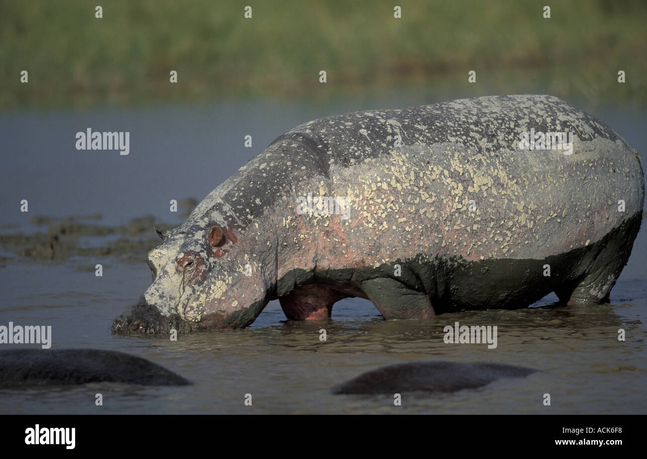 Hippopotamus covered in drying mud Hippopotamus amphibius Africa Stock ...