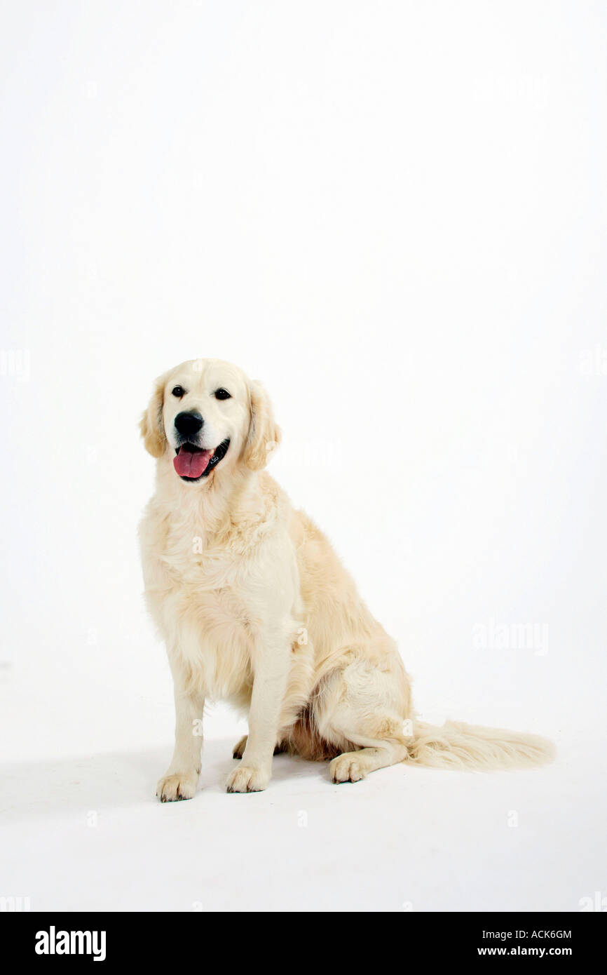 Animals golden retriever dog Cut Out Stock Images & Pictures - Alamy