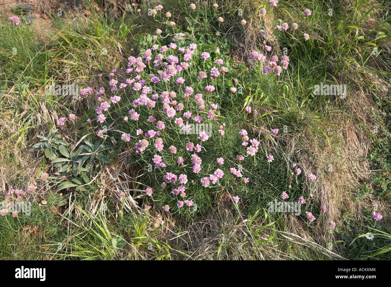 Grassy bank hi-res stock photography and images - Alamy