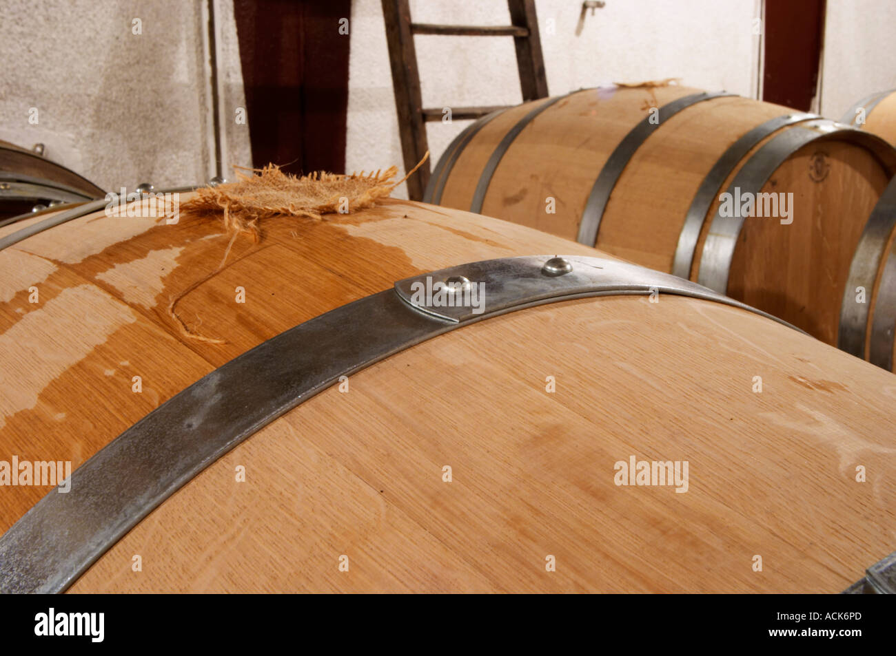 Oak barrique barrel with fermenting white wine, bung hole covered with ...