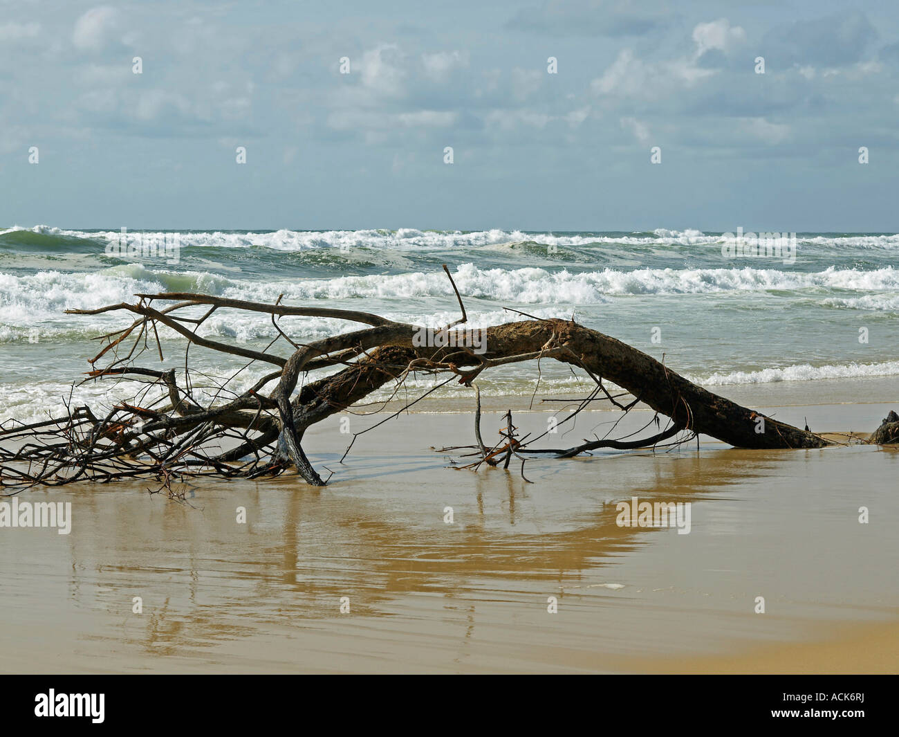 Atlantic Ocean stranded tree on the beach Stock Photo - Alamy