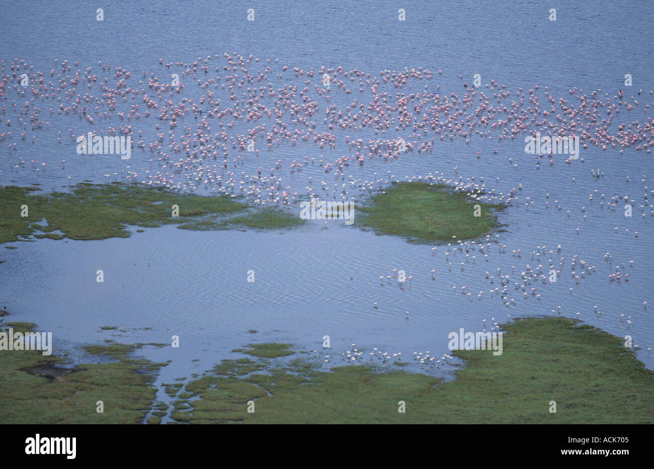 Kenya aerial view of lake nakuru with flamingos hi-res stock ...