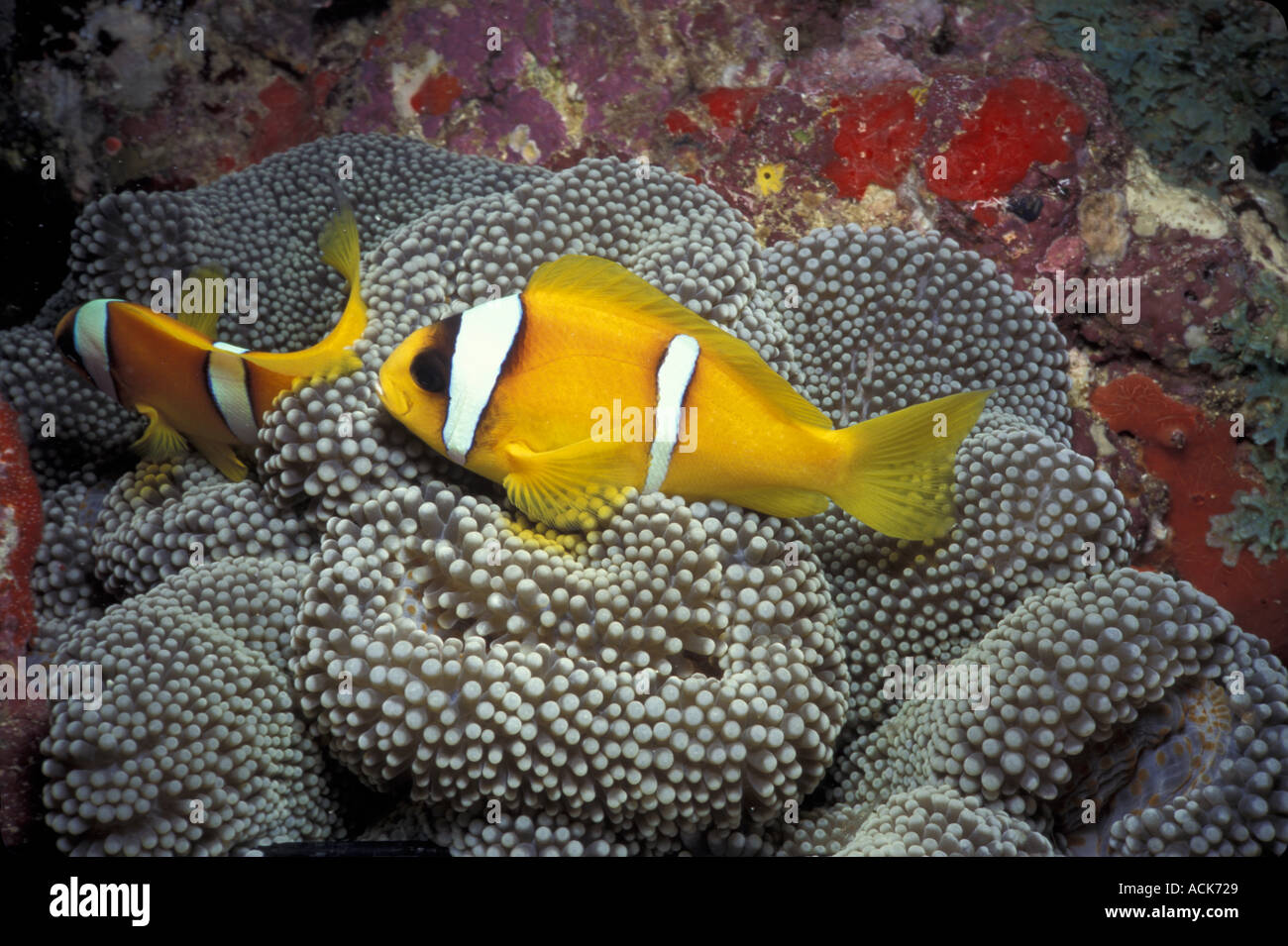 Two bar anemonefish in anemone Amphiprion bicinctus Indo Pacific Stock ...