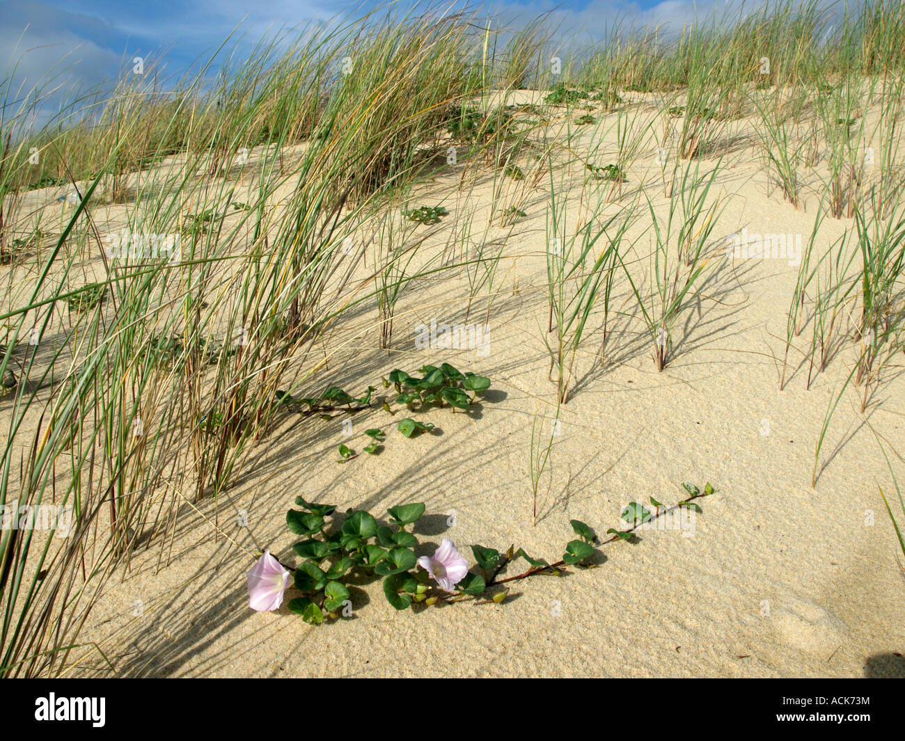 dune vegetation grass growing on sand Stock Photo - Alamy