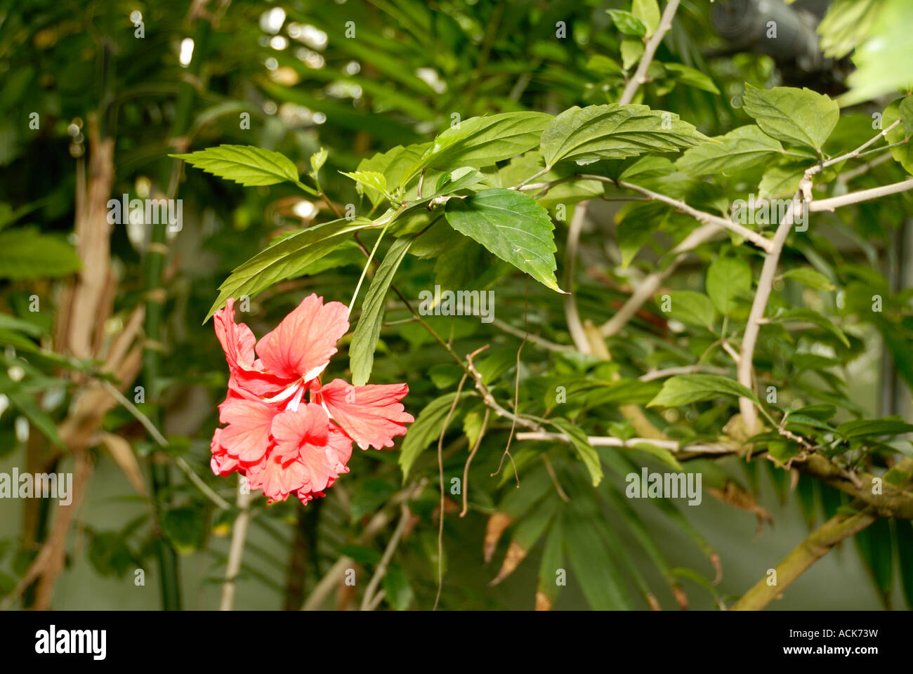 Japanese Lantern Flower Stock Photo - Alamy