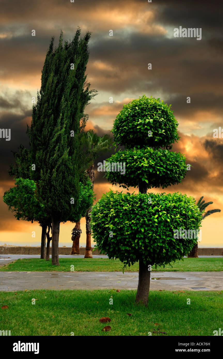 Trees in dramatic sunset Stock Photo - Alamy
