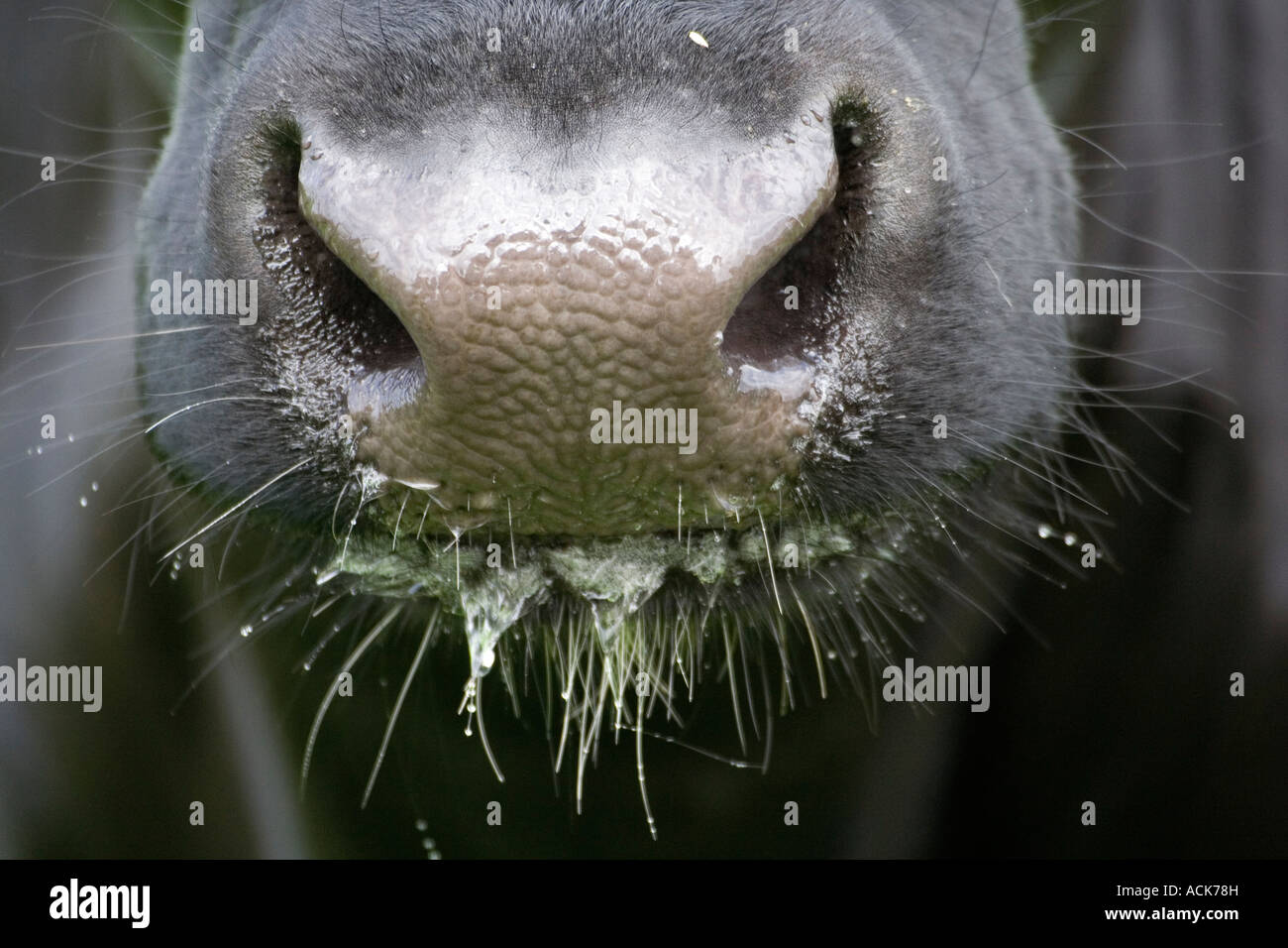 Cow mouth hi-res stock photography and images - Alamy