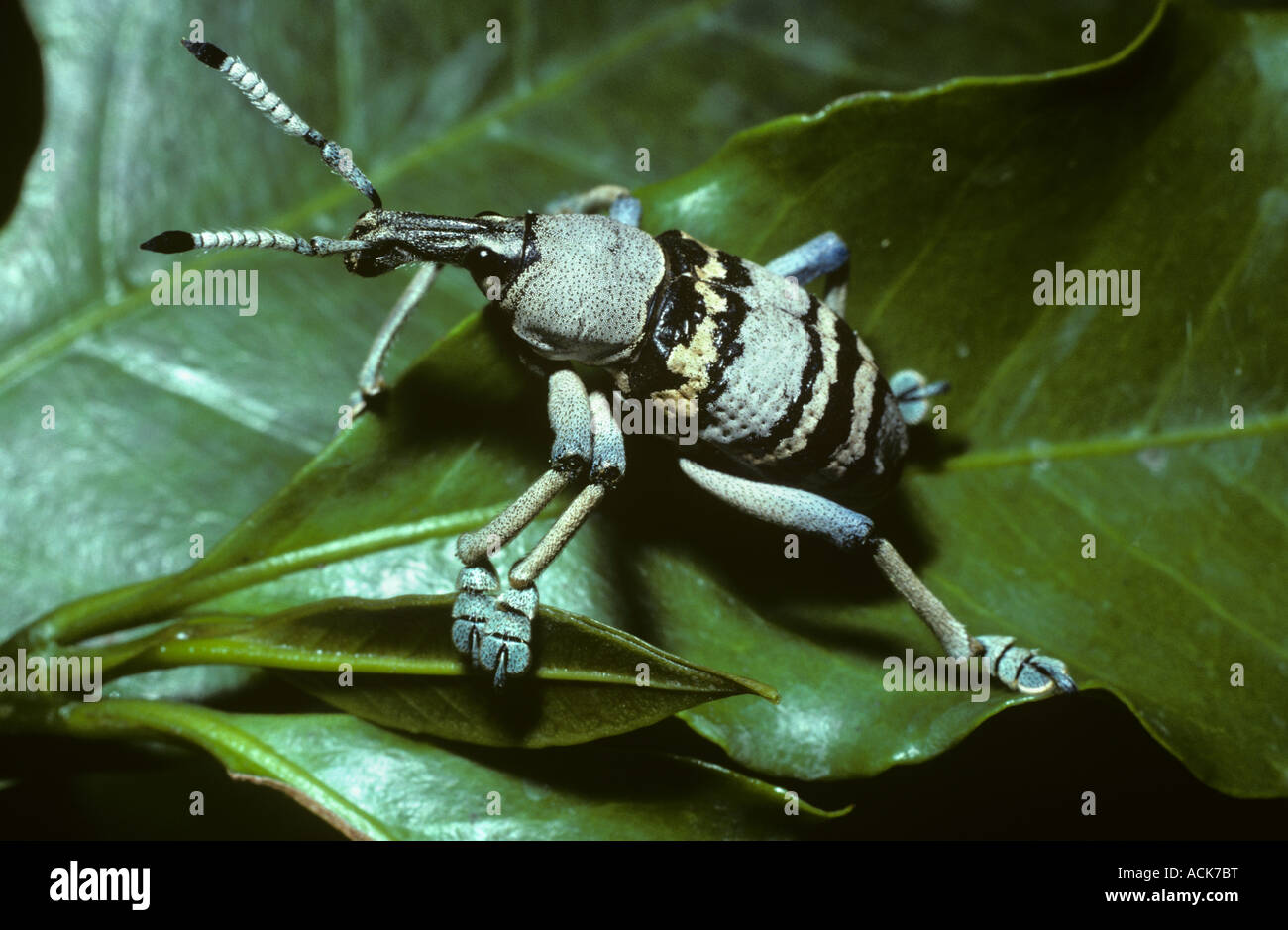 Weevil Eupholus nicherli Curculionidae in rainforest New Guinea Stock ...