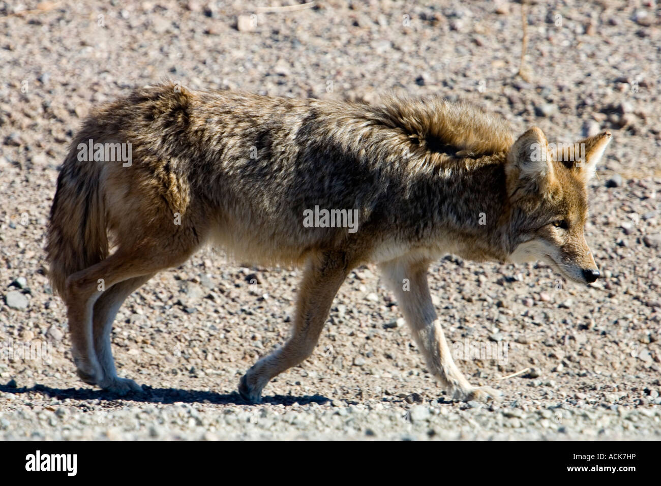 A coyote looks for prey in Death Valley Stock Photo - Alamy