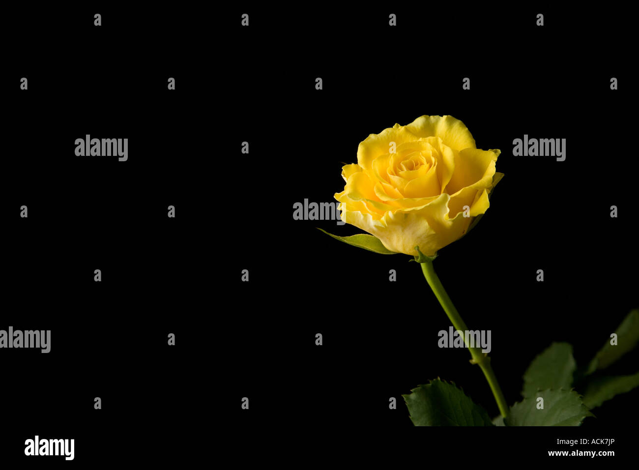 Portrait yellow rose hi-res stock photography and images - Alamy