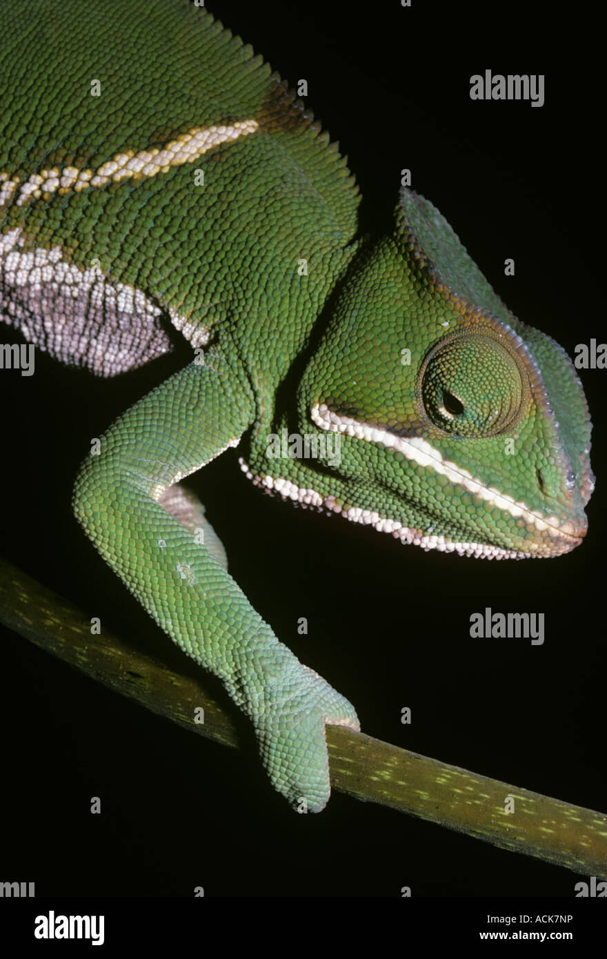 Chameleon lizard Chamaeleo balteatus Chamaeleonidae female in ...