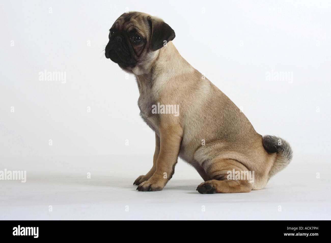 Pug puppy 16 weeks side Stock Photo - Alamy
