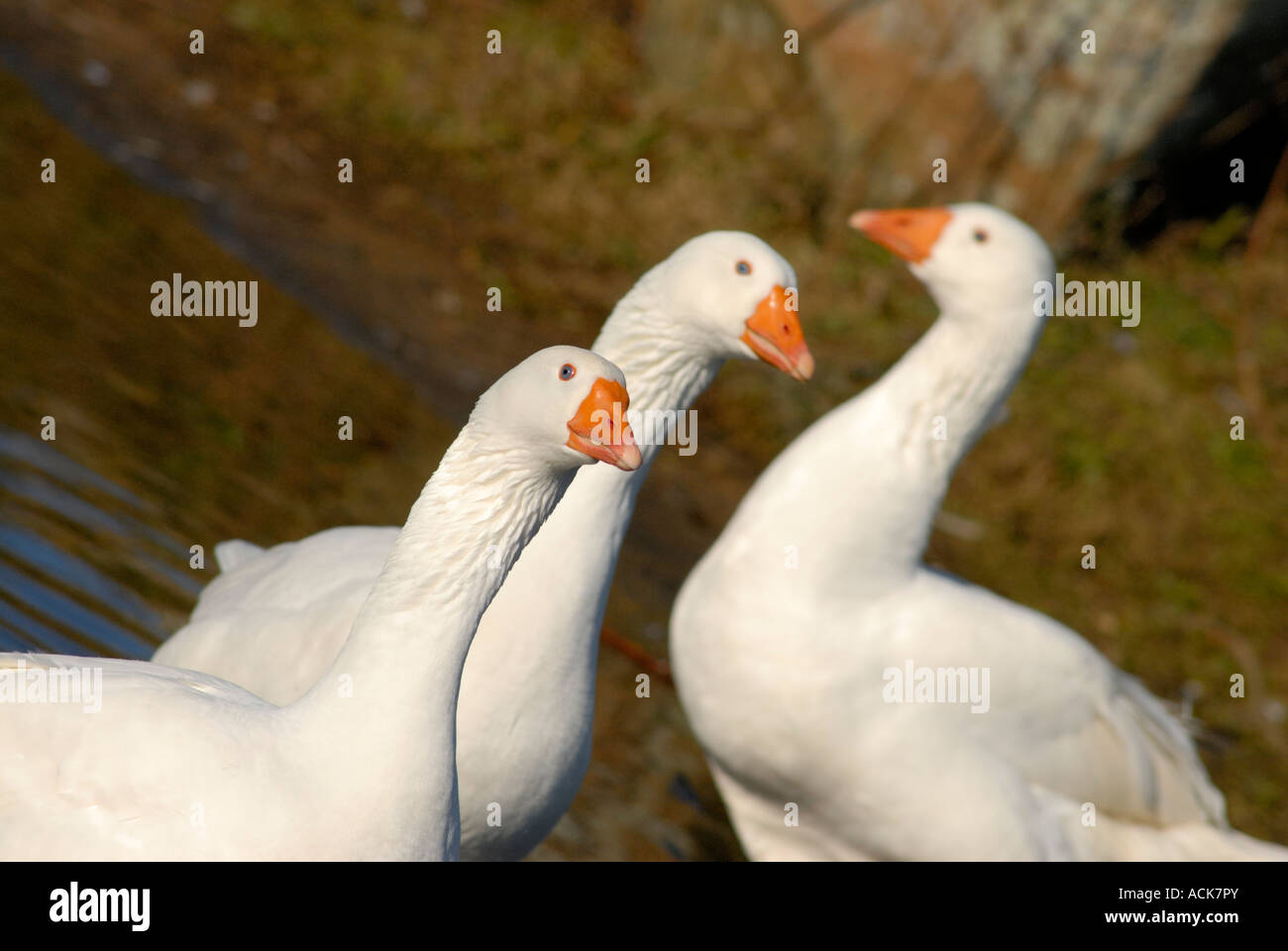 Three white domestic geese. Goose head and neck shot Stock Photo - Alamy