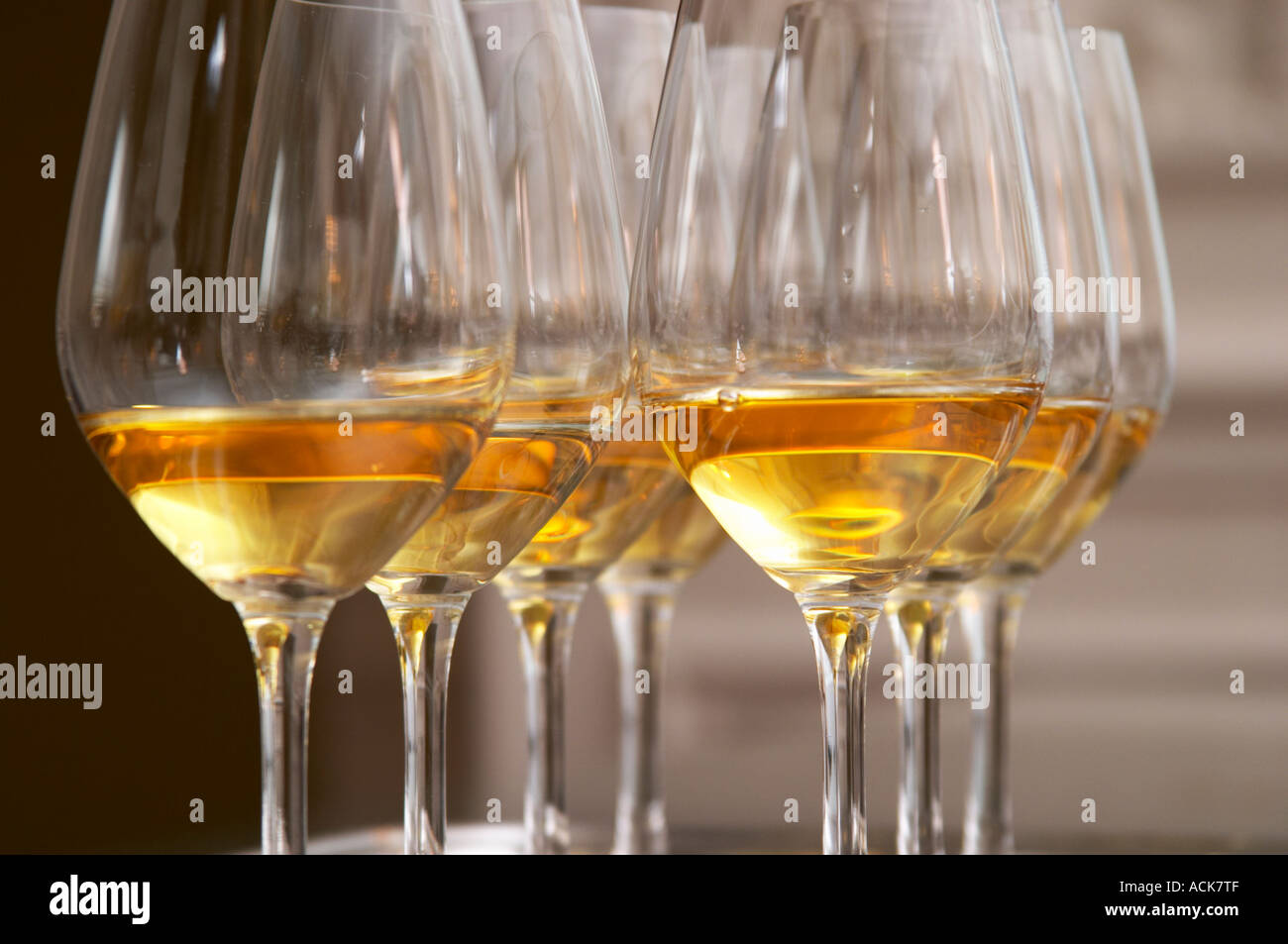 two rows of wine tasting glasses with luscious golden sweet white wine ...
