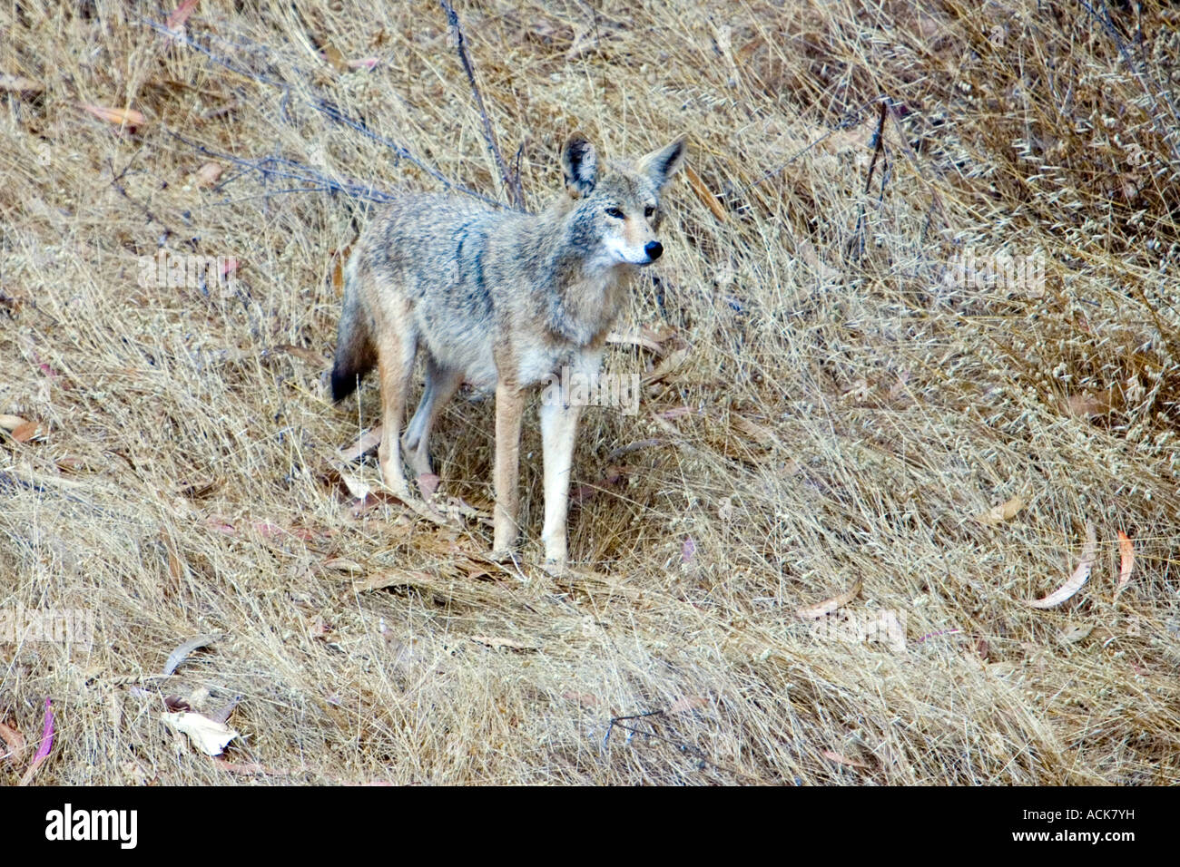 Coyote looking for prey Stock Photo - Alamy