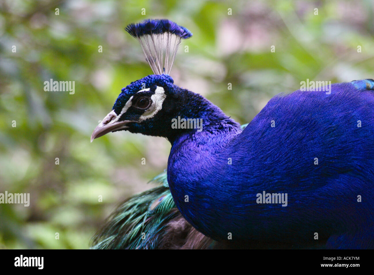 Peacock Close up Stock Photo - Alamy