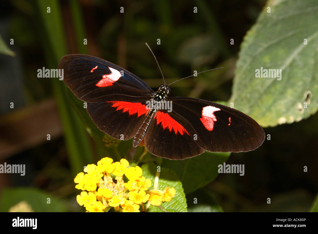 Tropical, "Postman Butterfly Stock Photo - Alamy