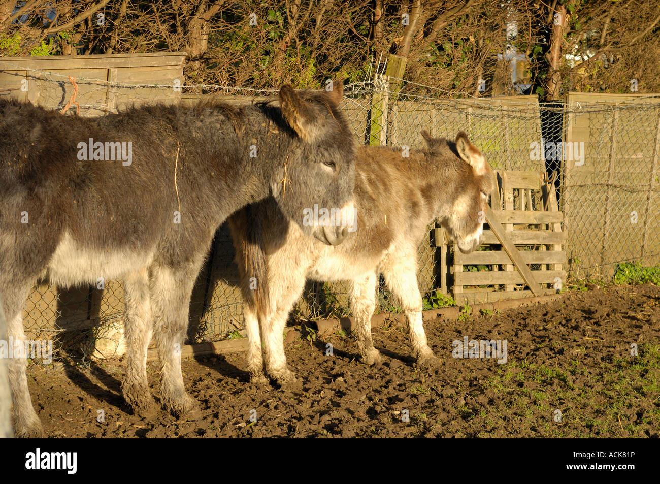 Two donkeys standing in a field Elmwood Farm Broadstairs Kent England ...
