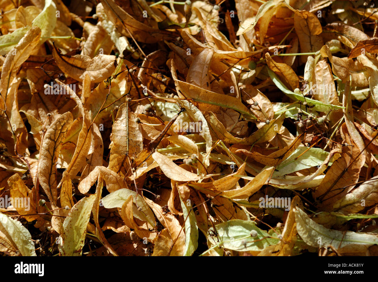 Rustle Of Leaves High Resolution Stock Photography and Images - Alamy