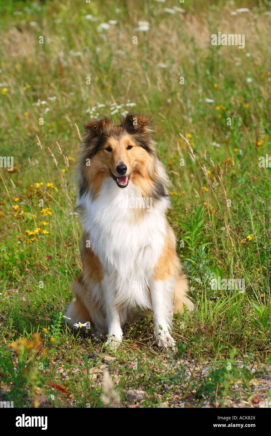 Smiling shetland sheepdog hi-res stock photography and images - Alamy