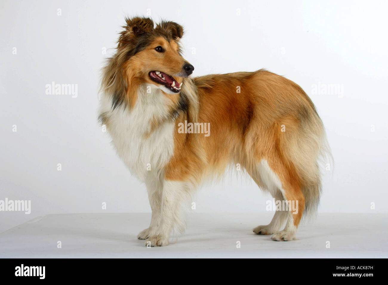 Sheltie Shetland Sheepdog side Stock Photo - Alamy
