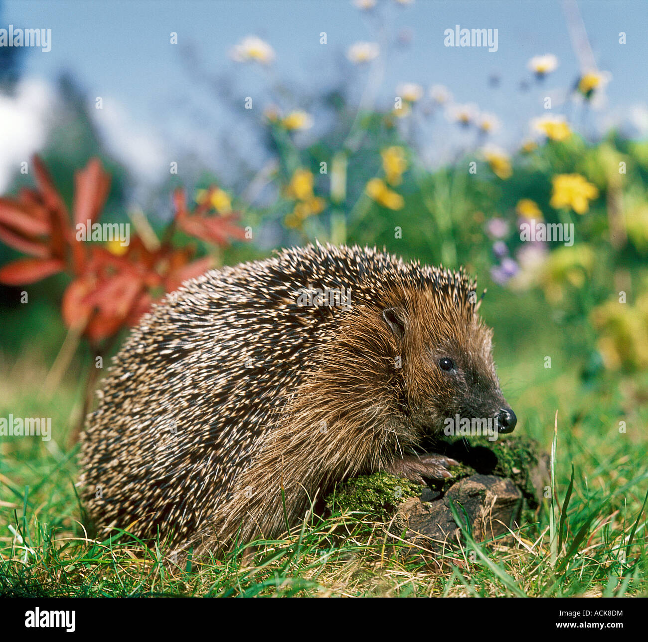 Hedgehog (Erinaceus europaeus) on a meadow Stock Photo - Alamy