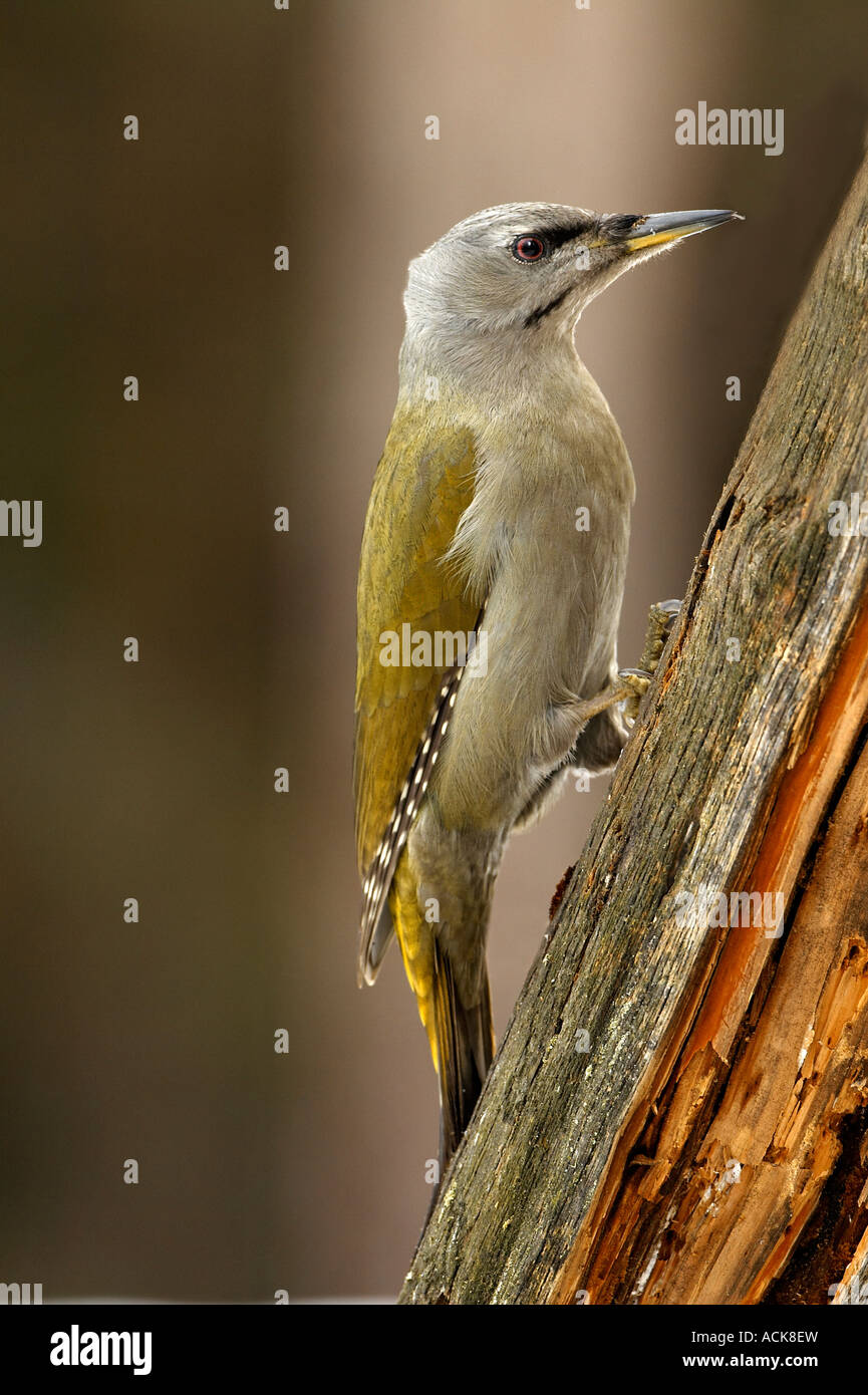 Grey Headed Woodpecker Stock Photo - Alamy